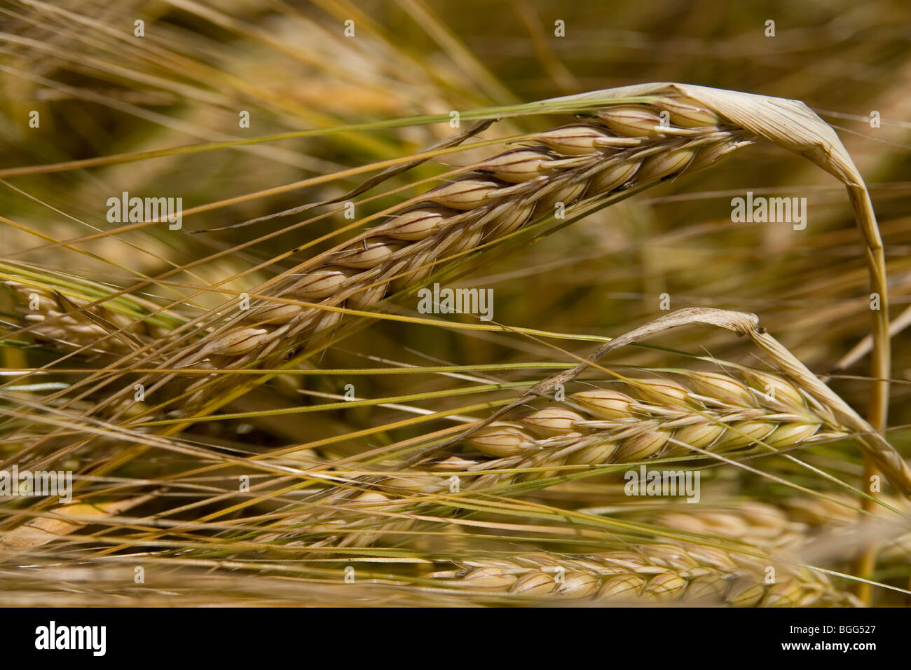 Barley corn hi-res stock photography and images - Alamy
