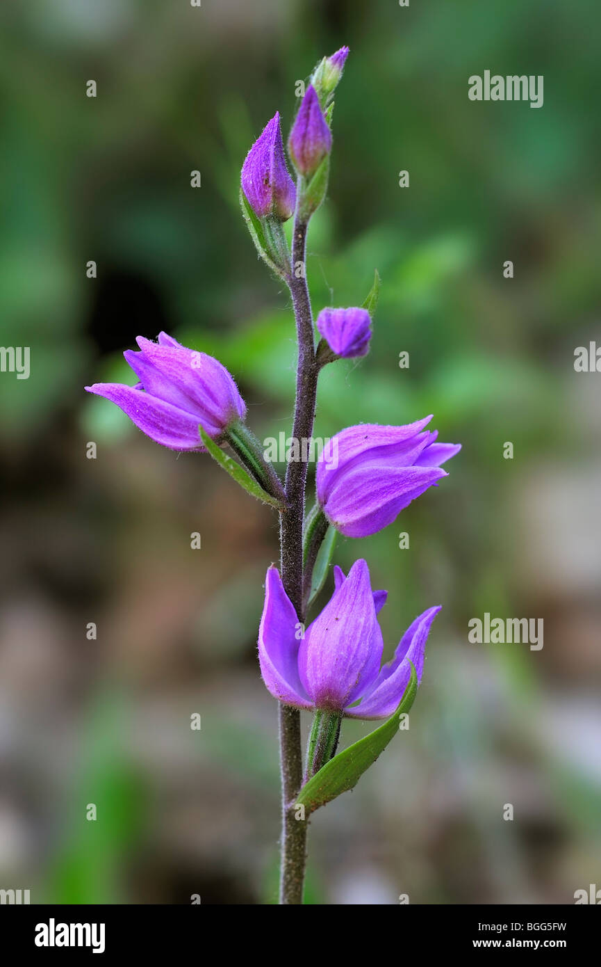 Red helleborine hi-res stock photography and images - Alamy