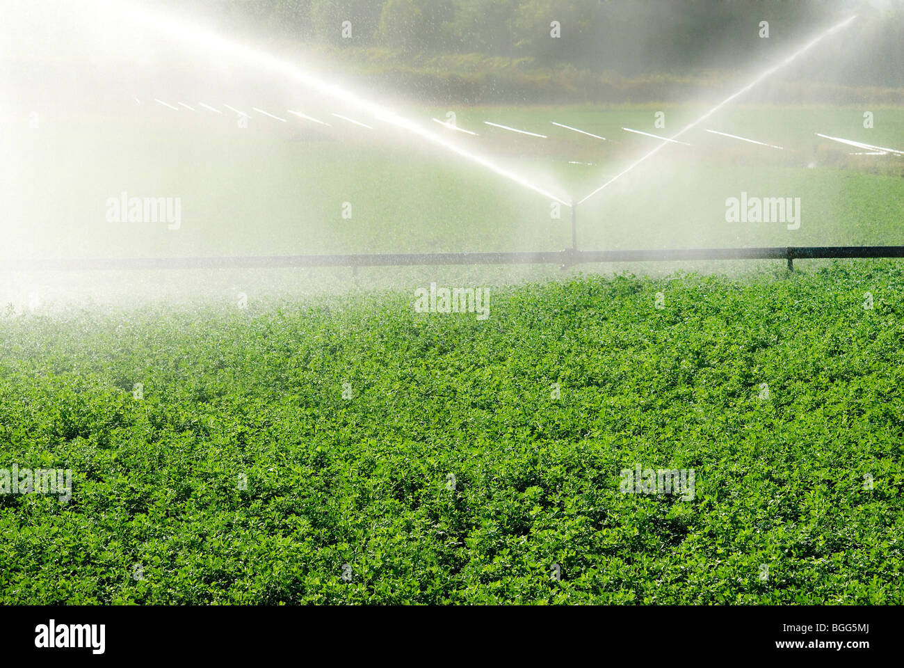 Irrigated Crops Stock Photos & Irrigated Crops Stock Images - Alamy