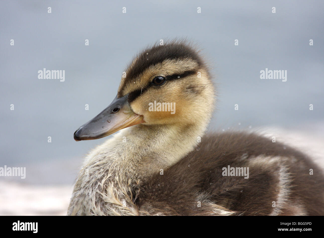 Mallard duckling portrait Anas platyrhynchos Stock Photo - Alamy