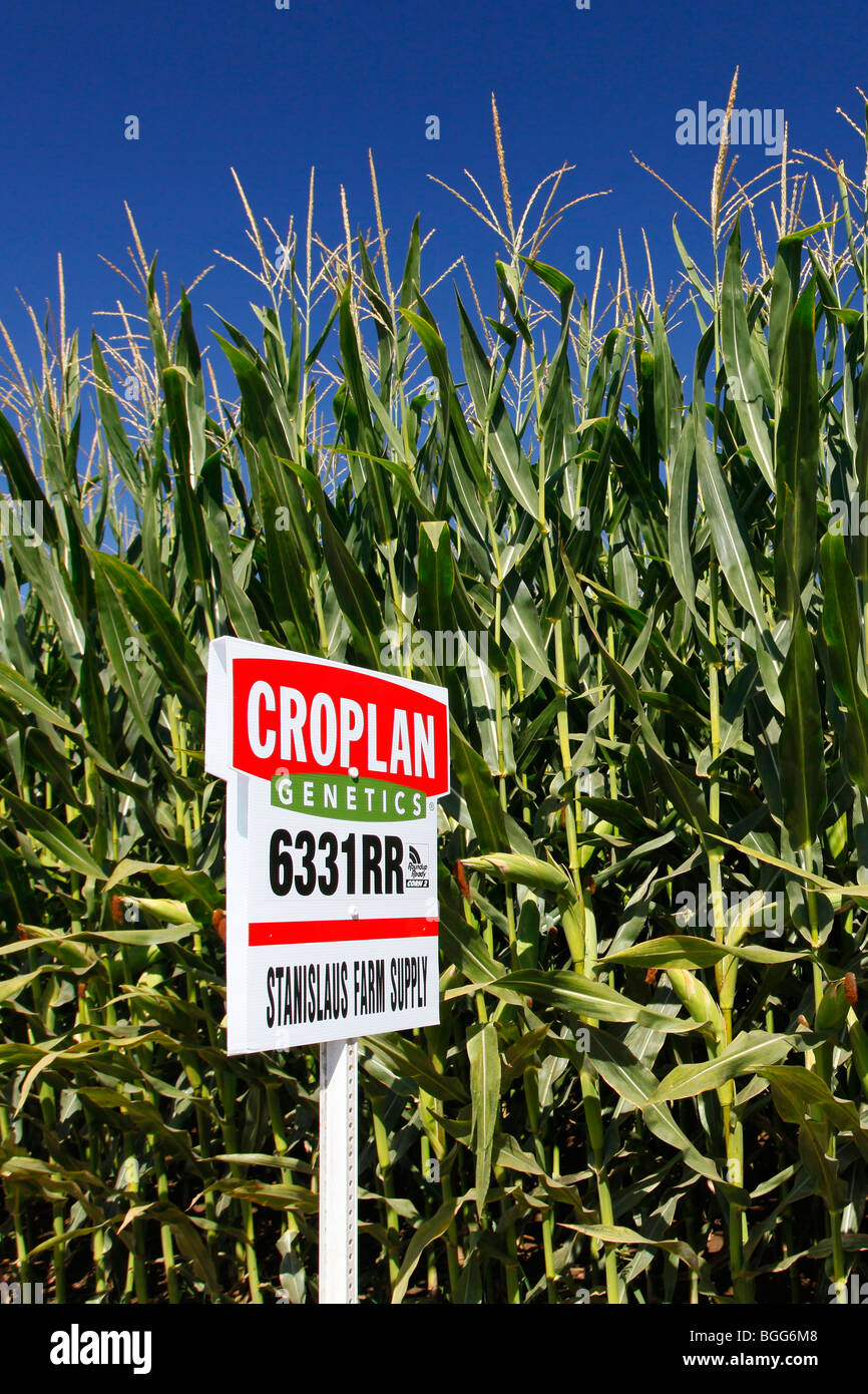 Genetic Engineered crops sign along corn field, San Joaquin Valley ...