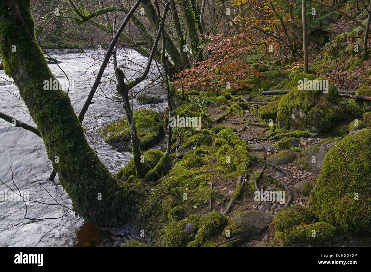 Autumn leaves, river Braan, The Hermitage, Dunkeld, Perthshire ...