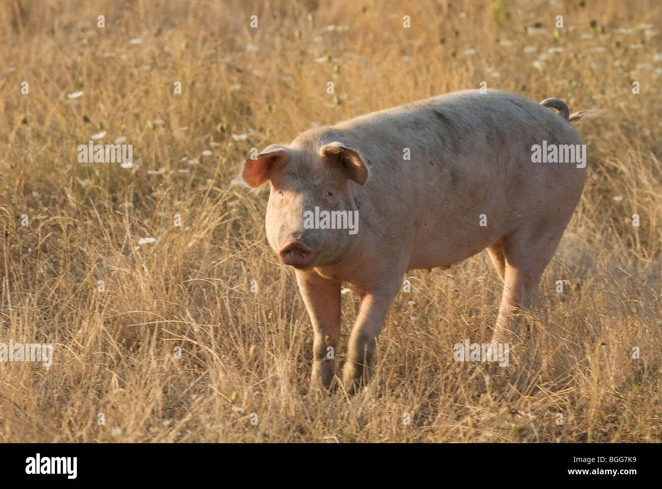pig in the meadow Stock Photo - Alamy