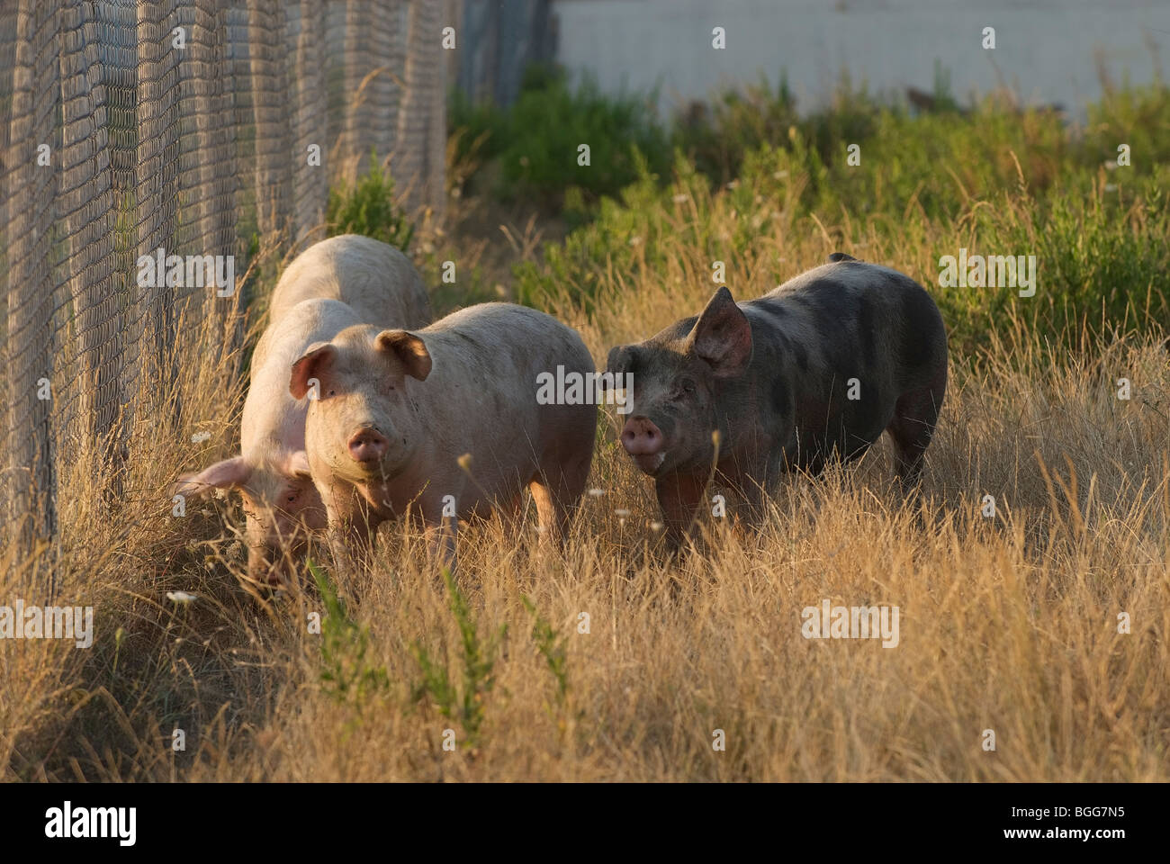 pigs in the meadow Stock Photo - Alamy