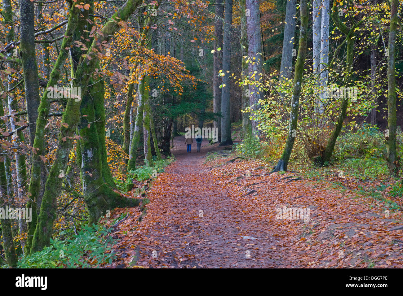 Autumn leaves, The Hermitage, Dunkeld, Perthshire, Scotland, October ...