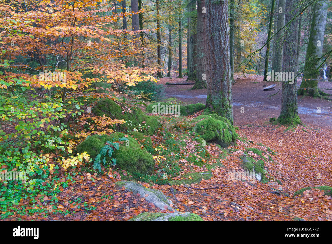 The hermitage perthshire hi-res stock photography and images - Alamy