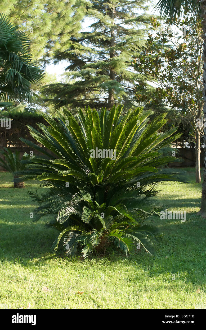 Palm tree park hi-res stock photography and images - Alamy