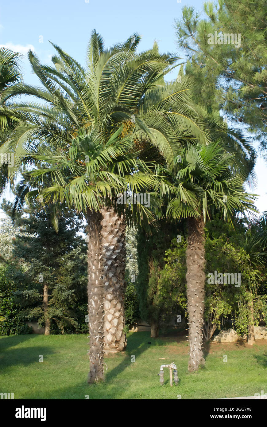 Palm tree park hi-res stock photography and images - Alamy
