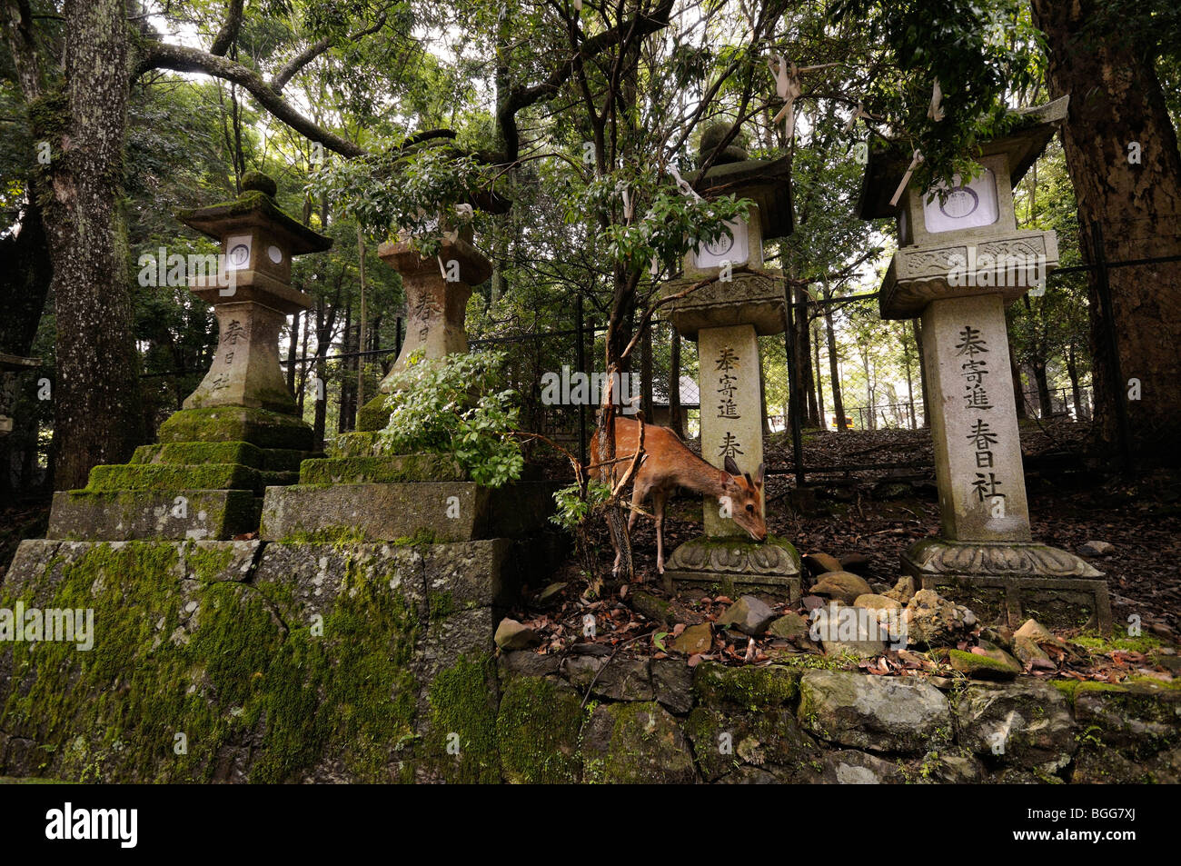 Deer outside shrine hi-res stock photography and images - Alamy