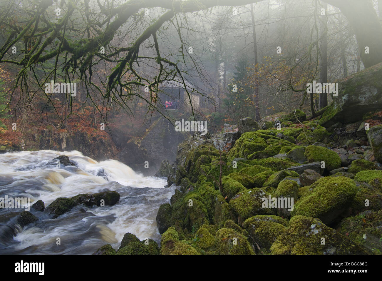 Autumn leaves, misty, river Braan, Ossian's Hall, The Hermitage ...