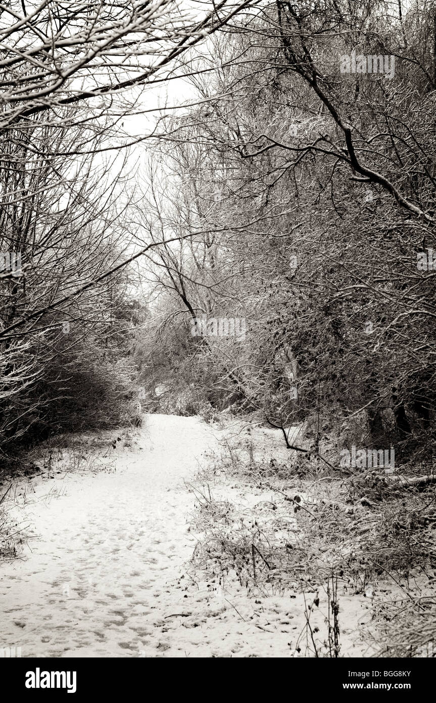 Pathway through the woods hi-res stock photography and images - Alamy