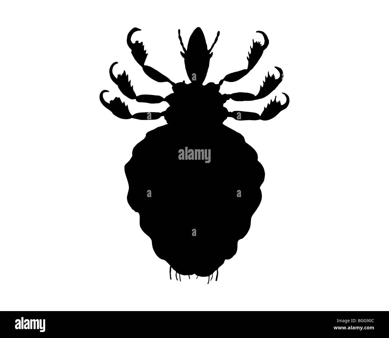 The black silhouette of a human louse Stock Photo - Alamy