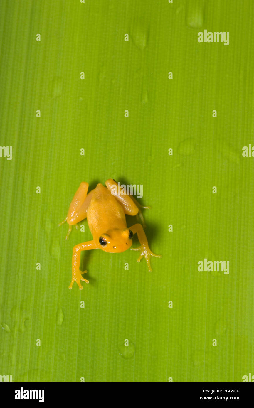 Golden Poison-Dart Frog (Colostethus beebei) poised on Giant Tank ...