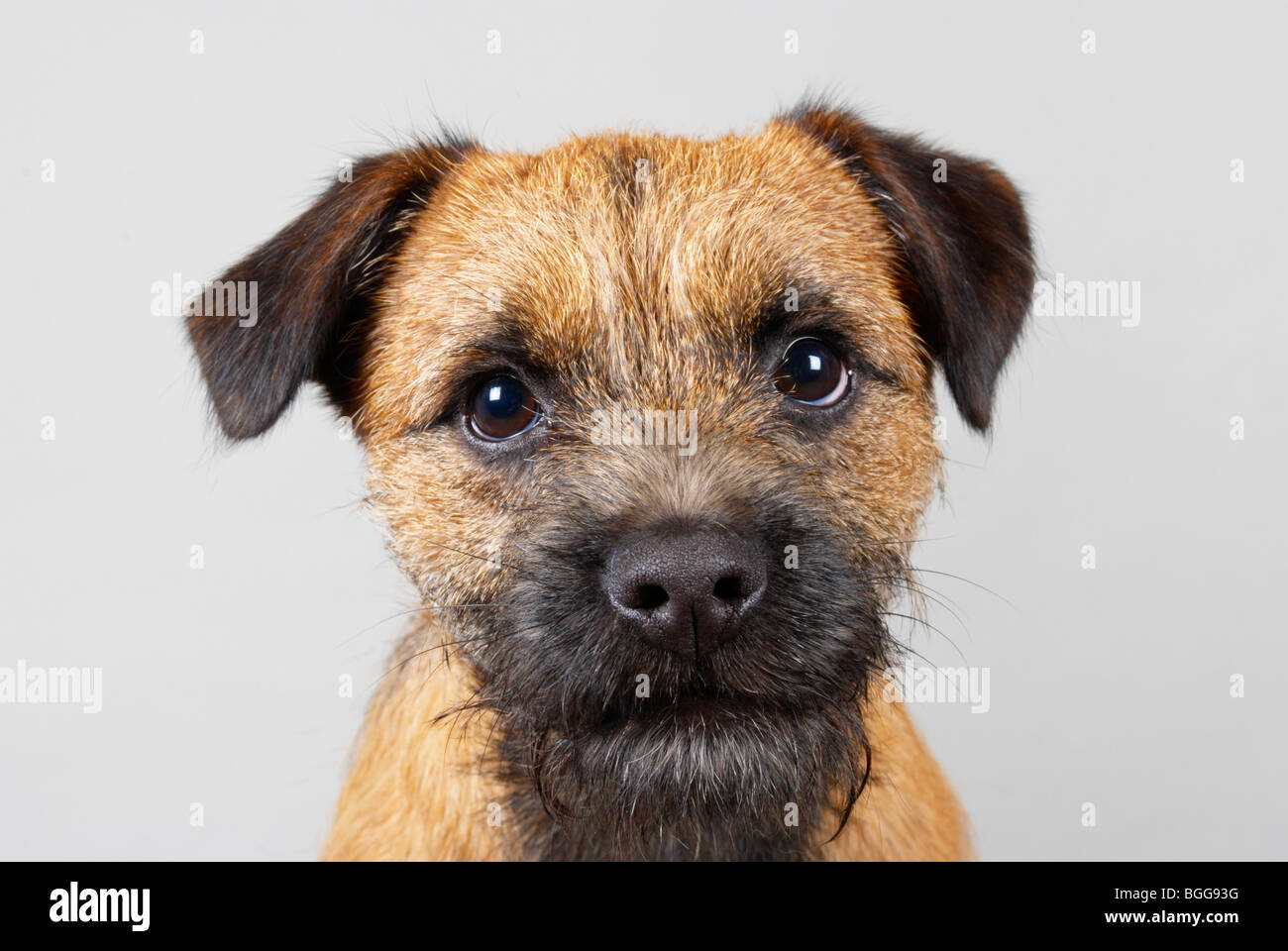 Border terrier hi-res stock photography and images - Alamy