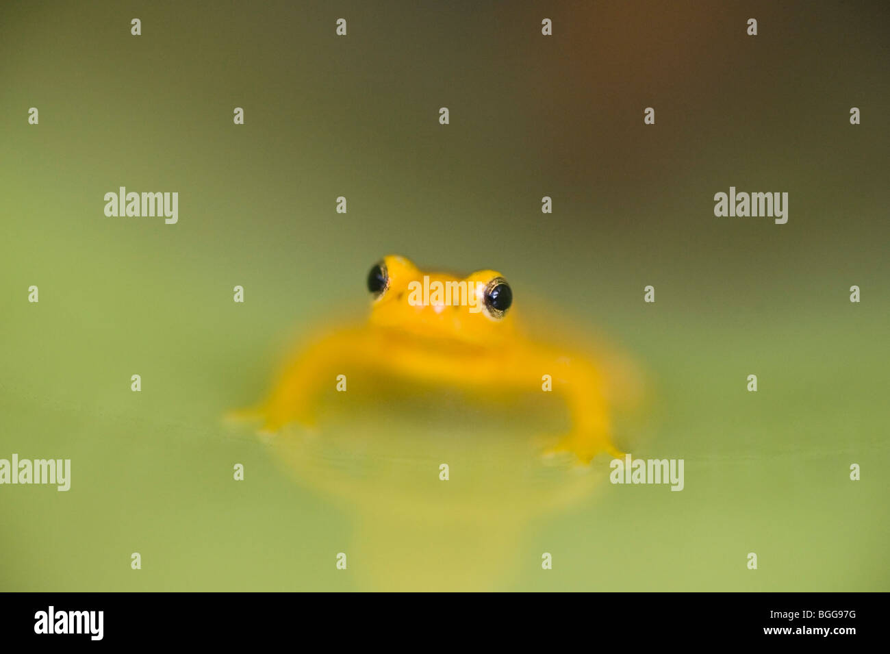 Golden Poison Dart Frog Stock Photos & Golden Poison Dart Frog Stock ...