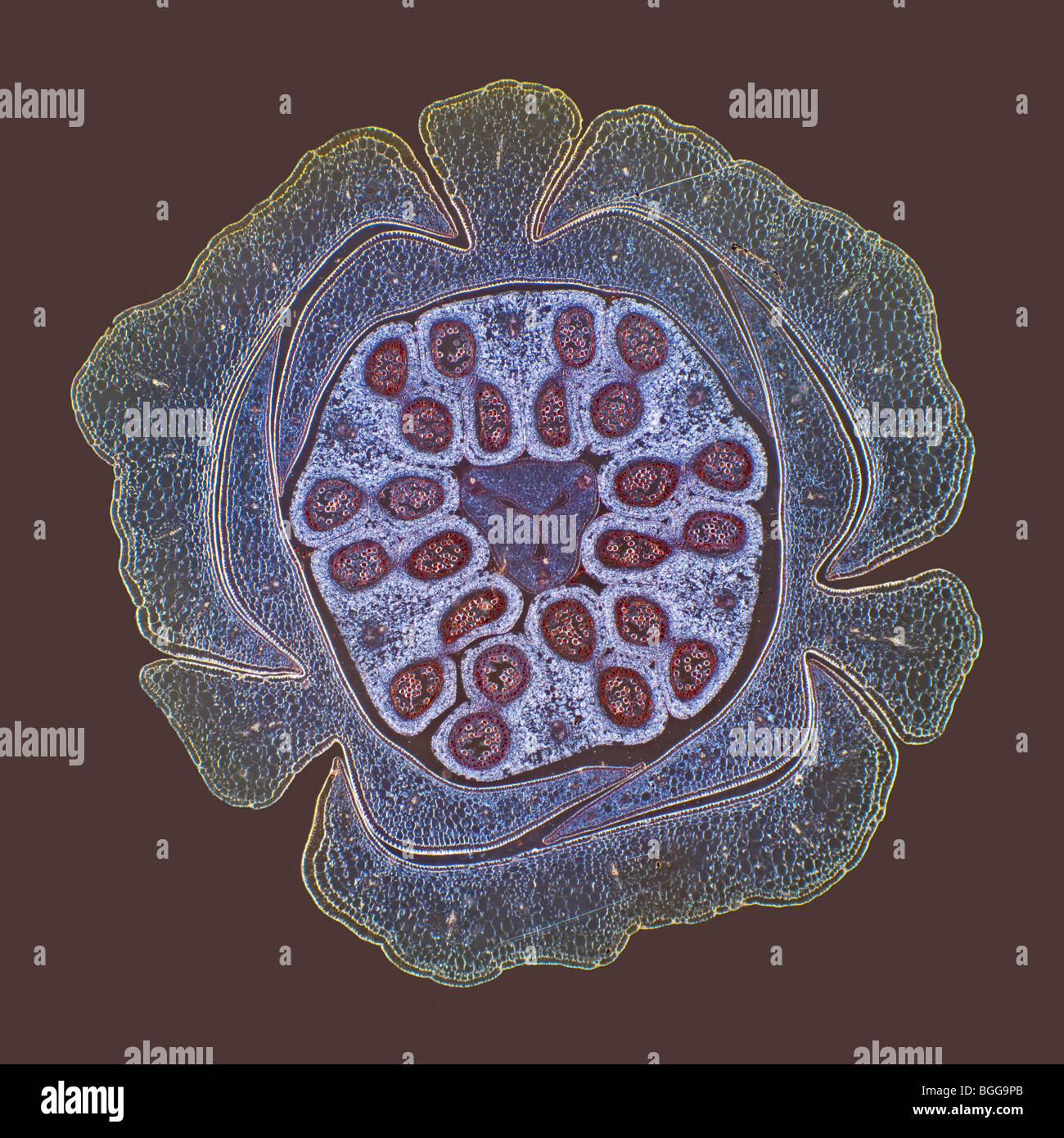 Pollen microscope hi-res stock photography and images - Alamy