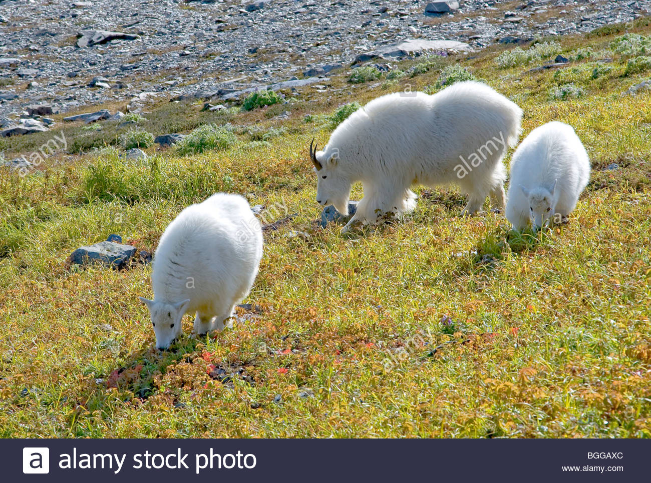 Mountain Goat And Alaska Stock Photos & Mountain Goat And Alaska Stock ...