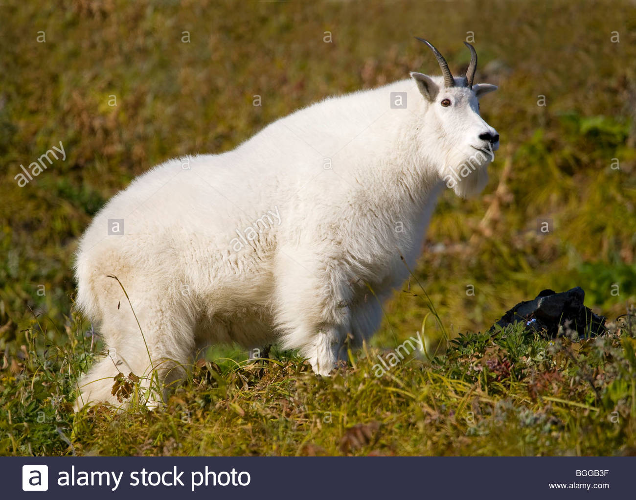 Alaska. Mountain Goat (Oreamnos americanus) on a mountainside in Stock ...