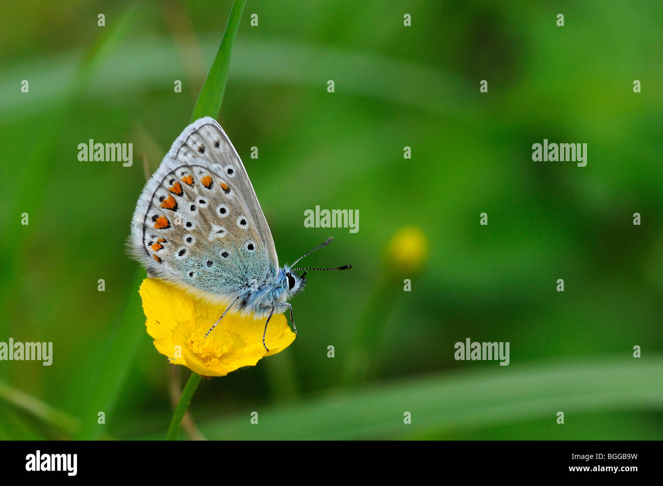 Butterfly on buttercup hi-res stock photography and images - Alamy