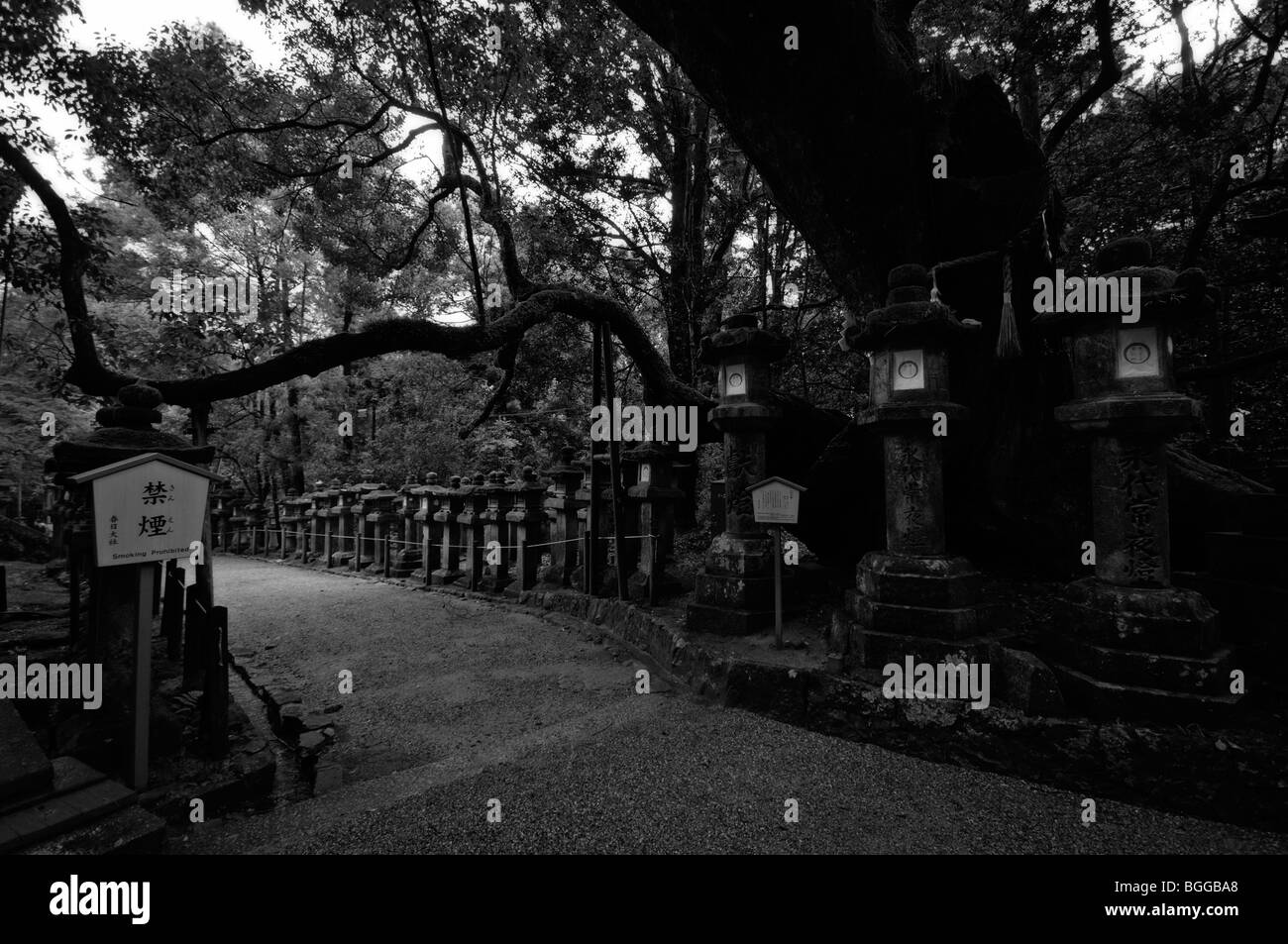 Japanese stone lanterns leading to the Main Shrine. Kasuga-taisha ...