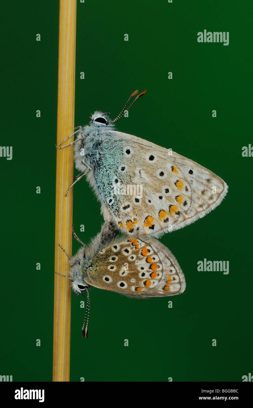 Female common blue butterfly uk hi-res stock photography and images - Alamy