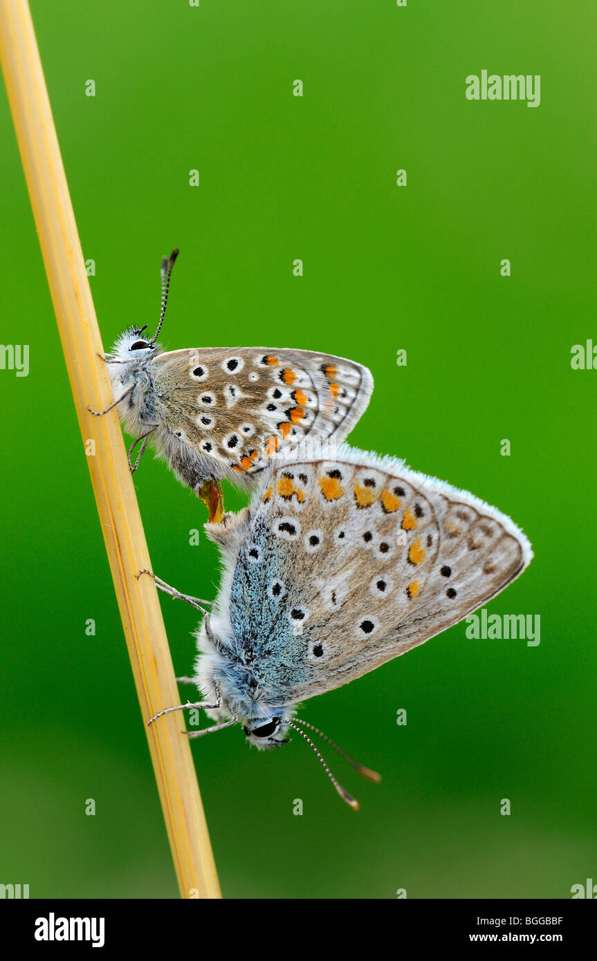 Icarus butterfly hi-res stock photography and images - Alamy