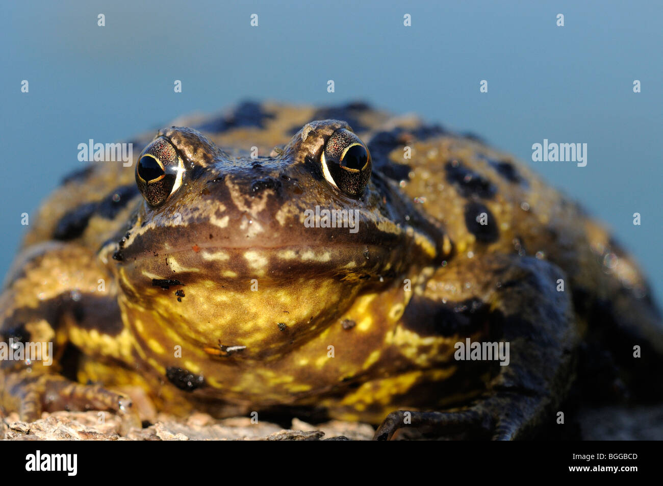 Frog front view hi-res stock photography and images - Alamy