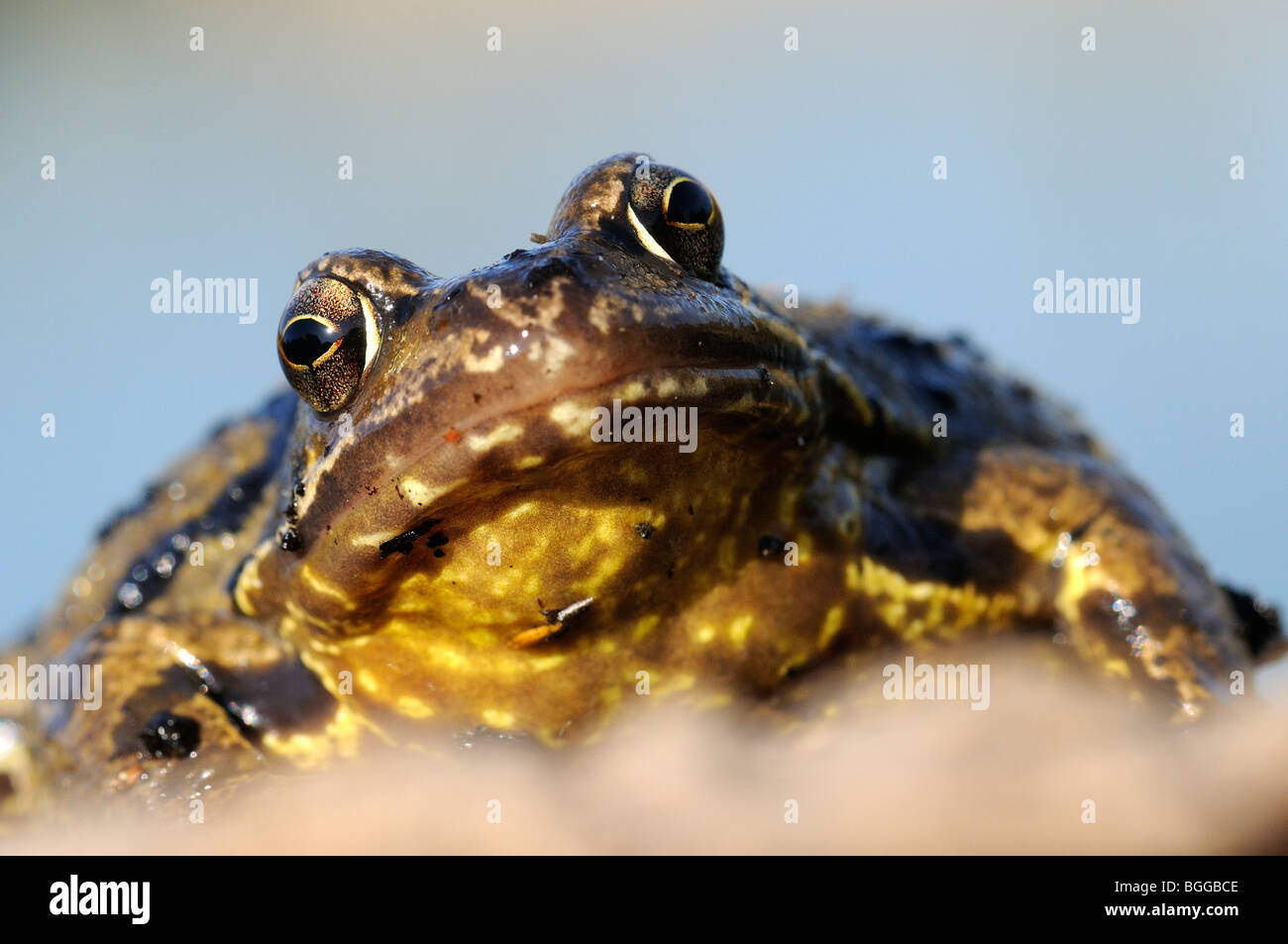 Frog front view hi-res stock photography and images - Alamy