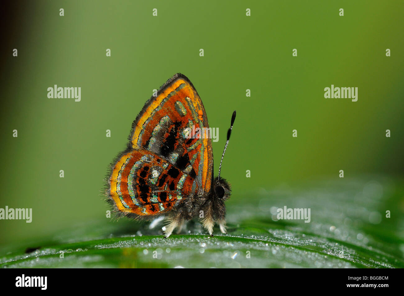 Metalmark Butterfly (Charis cadytis) male resting on leaf, Alta ...