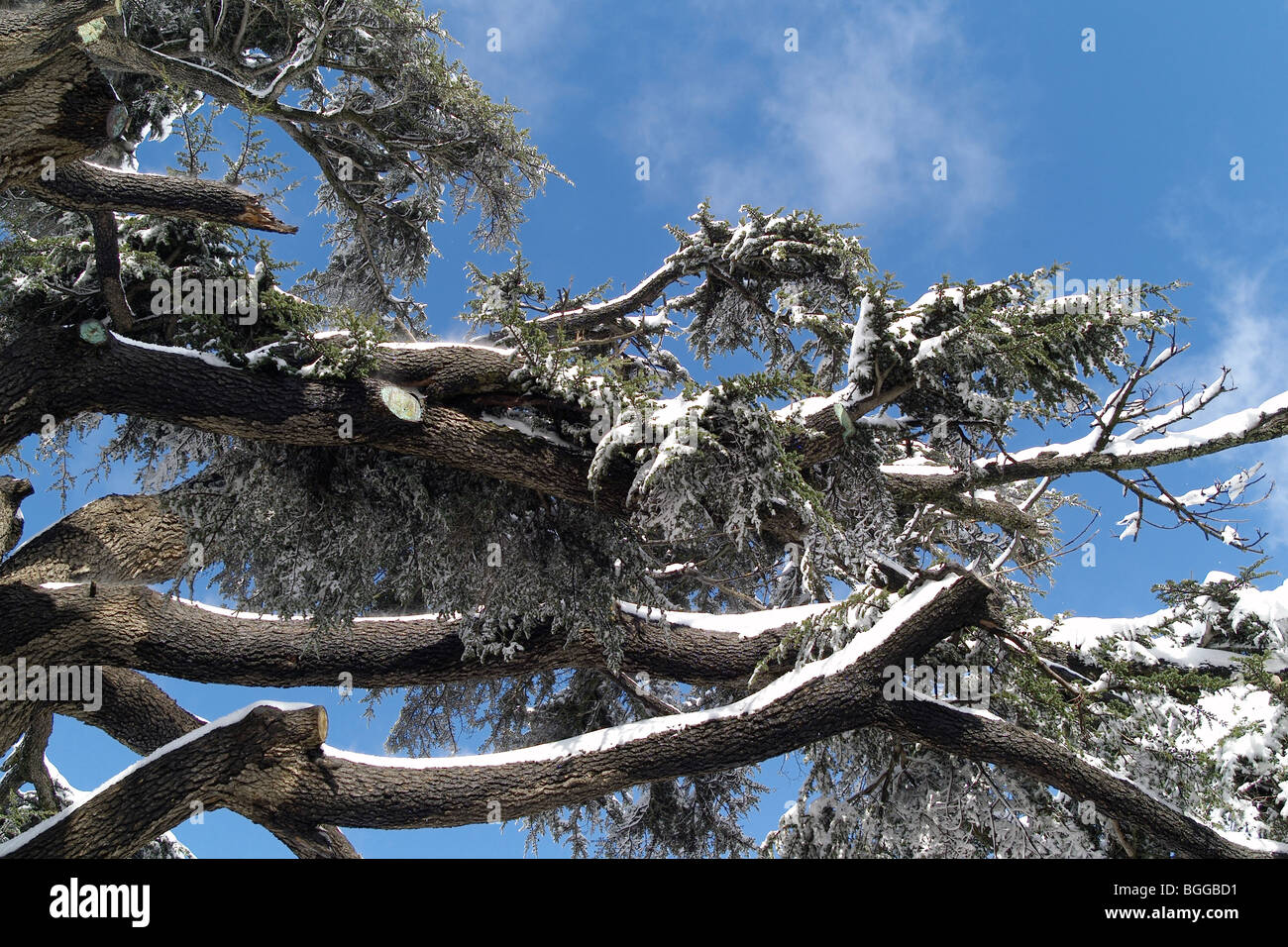Cedar of lebanon tree hi-res stock photography and images - Alamy