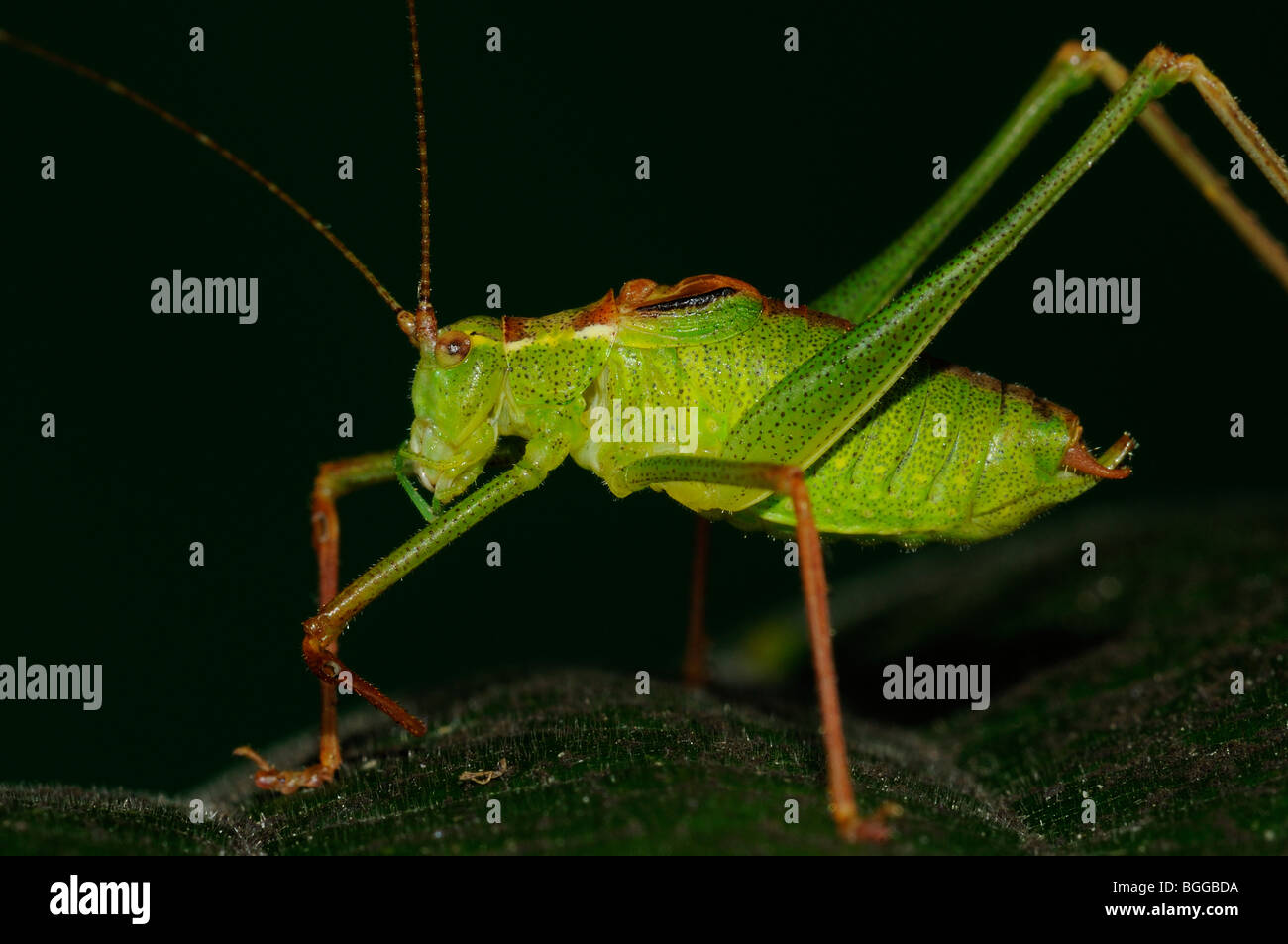 Speckled Bush-Cricket (Leptophyes punctatissima) resting on leaf ...