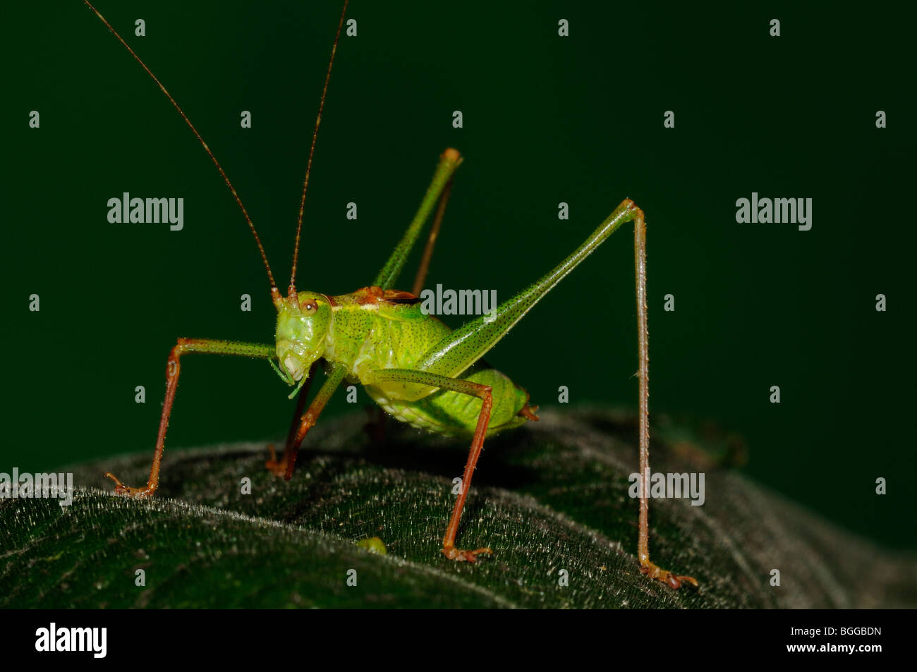 Cricket insect hi-res stock photography and images - Alamy