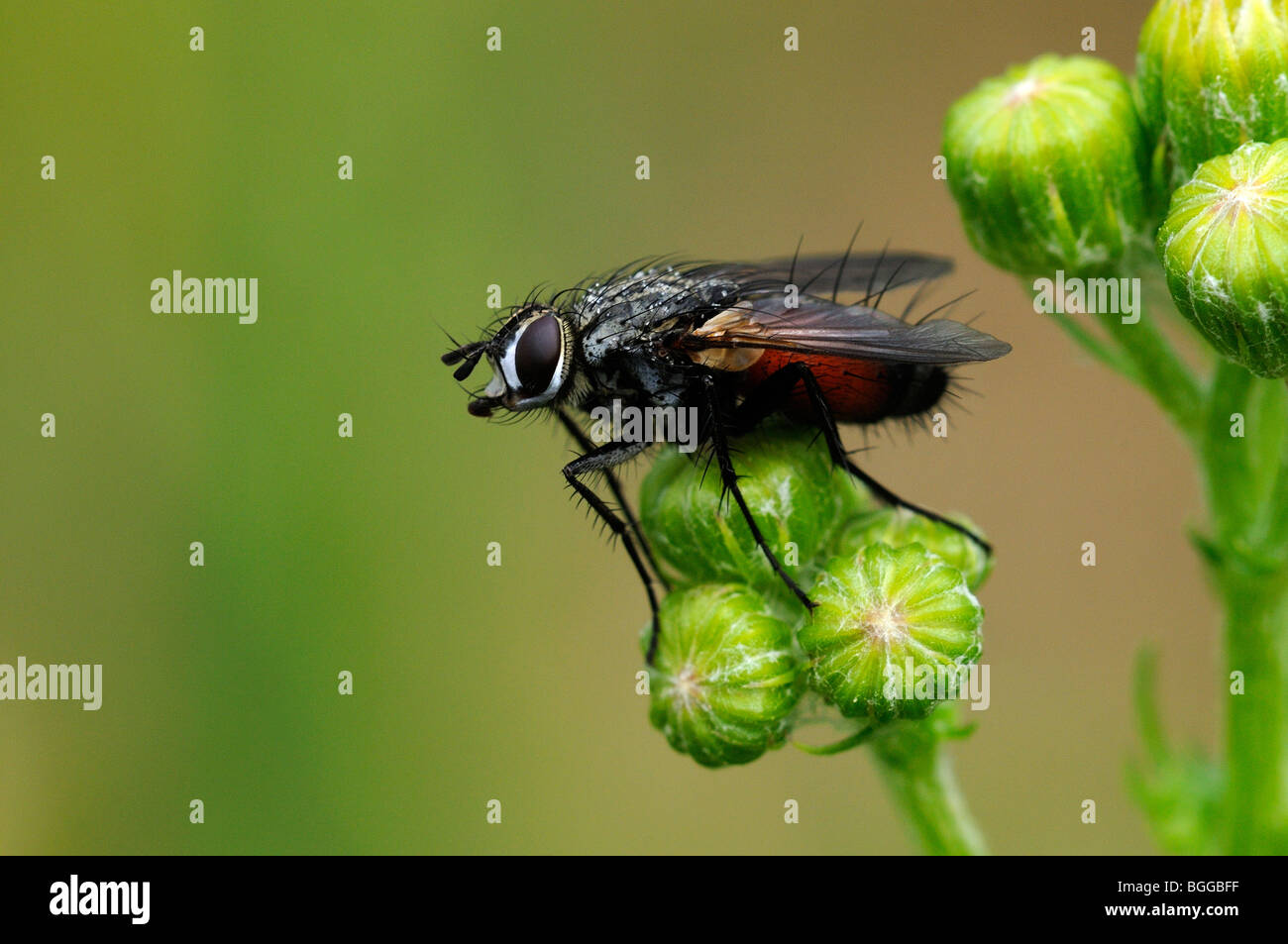 Fly species hi-res stock photography and images - Alamy