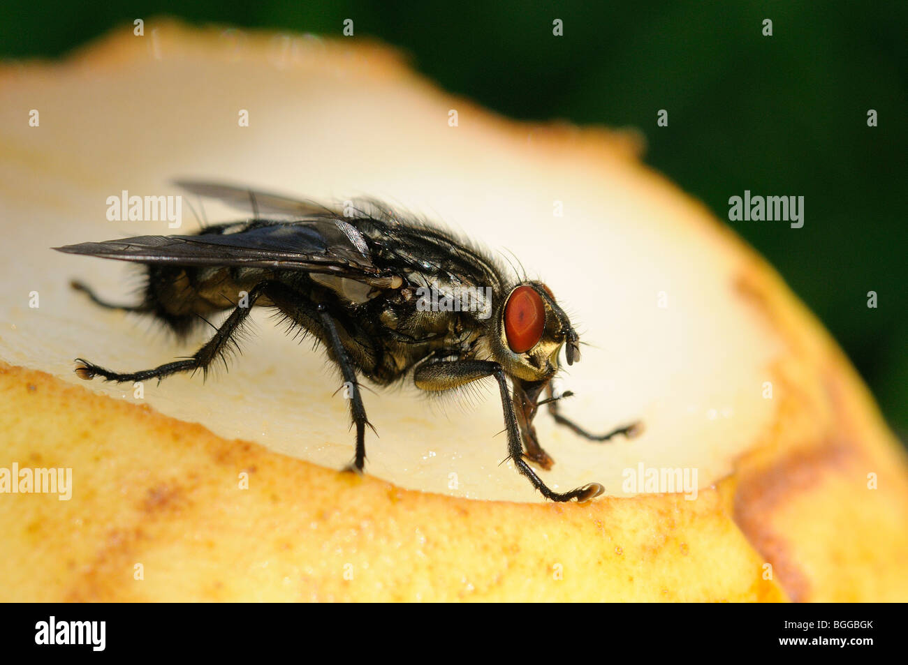 Rotting fruit hi-res stock photography and images - Alamy