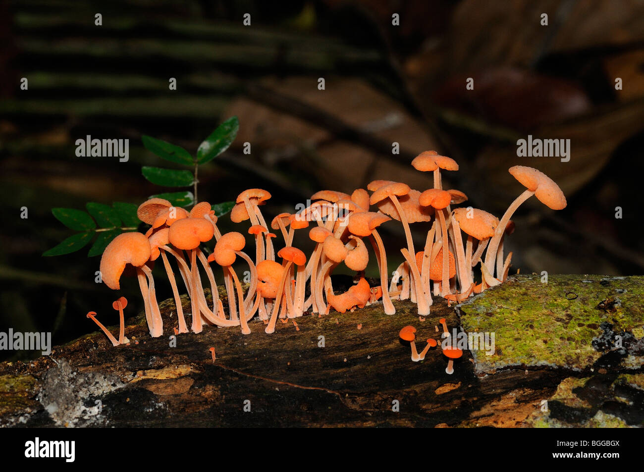 Amazon rainforest fungus hi-res stock photography and images - Alamy