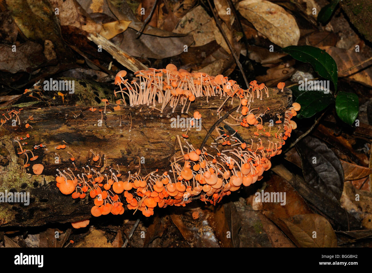 Growing at dead wood hi-res stock photography and images - Alamy