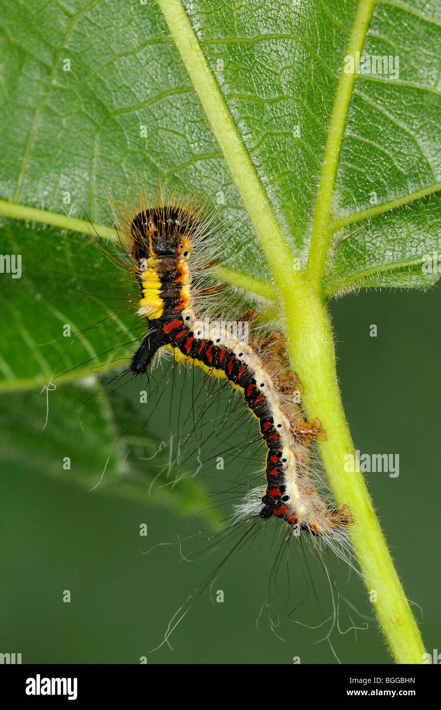 Caterpillar of Grey Dagger Moth (Acronicta psi) feeding on Lime tree ...
