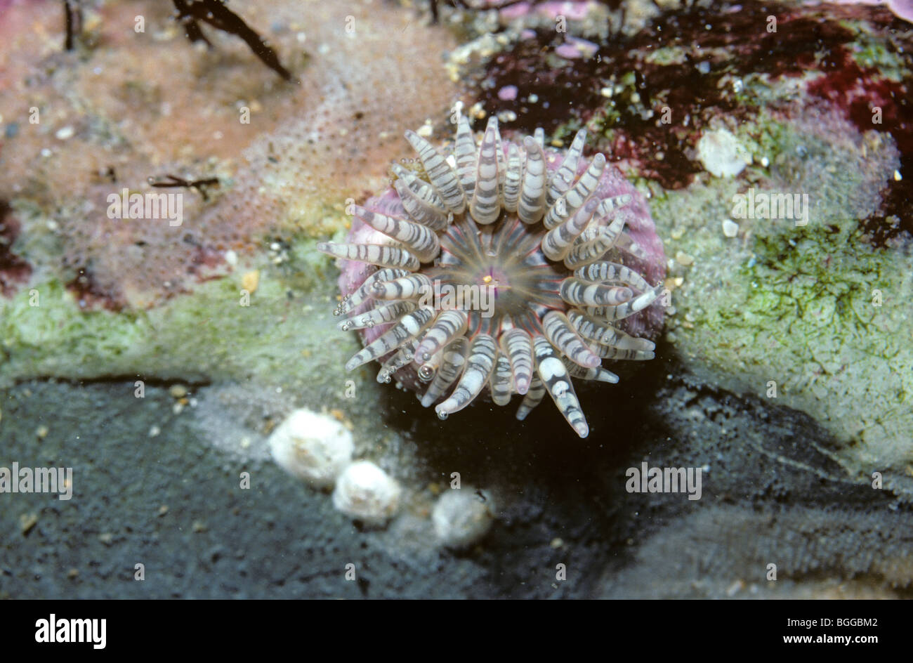 Wartlet or gem sea anemone (Bunodactis verrucosa / Aulactinia verrucosa ...