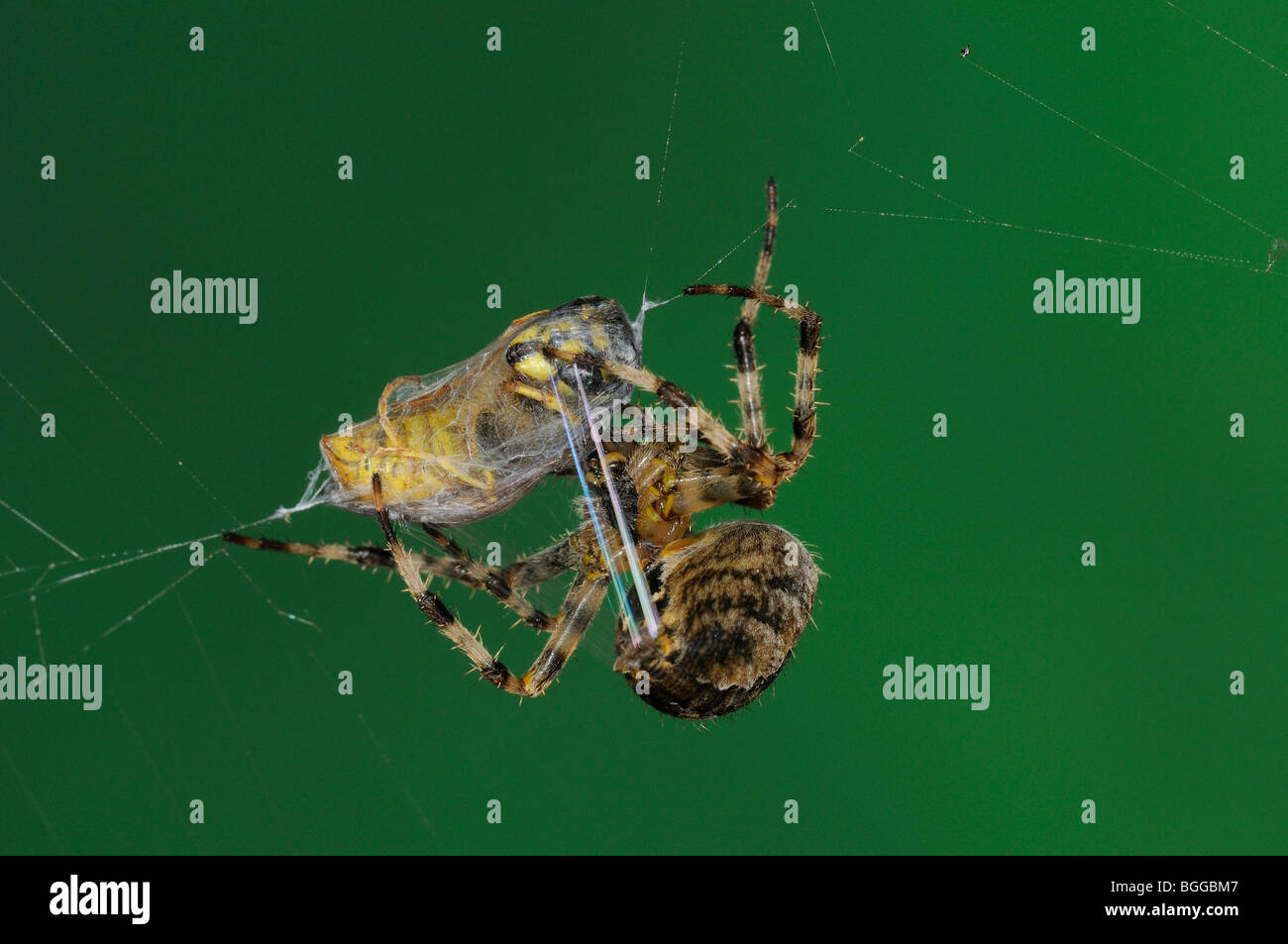 Common garden spider uk hi-res stock photography and images - Alamy