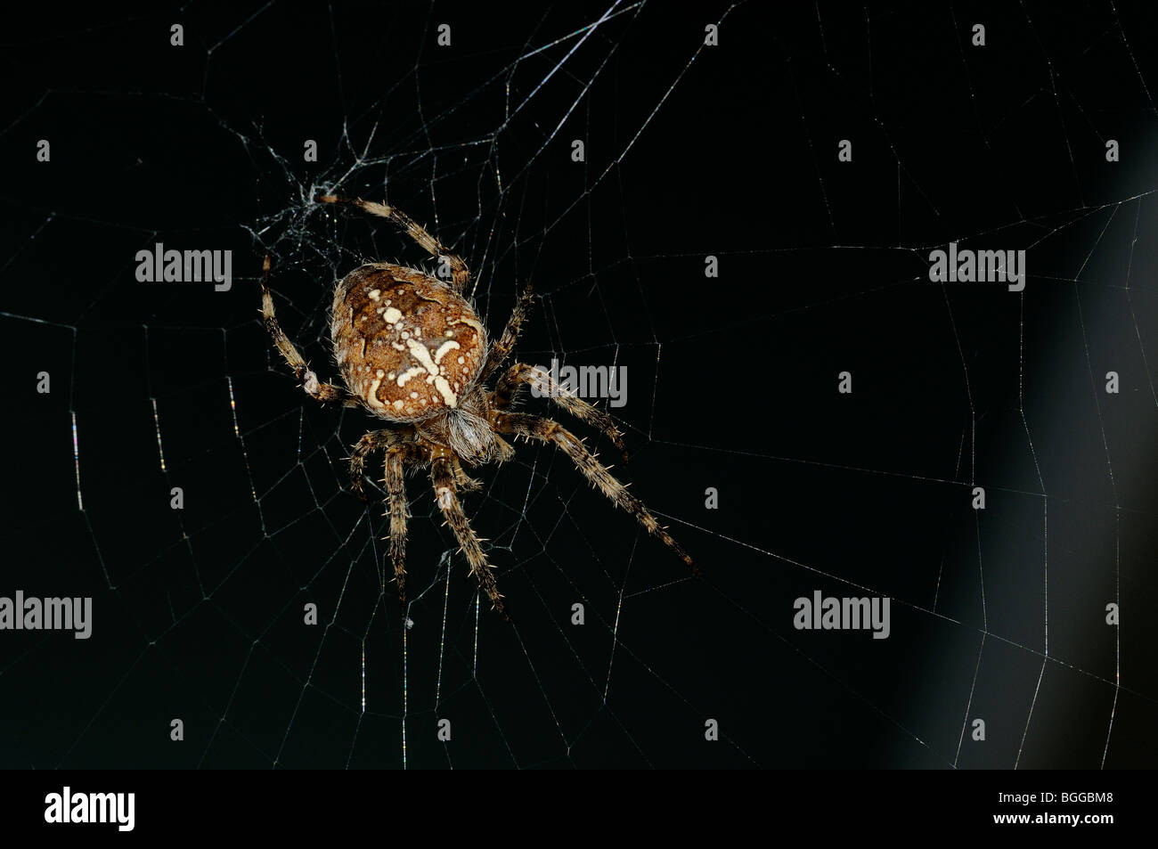 Garden orb web spider hi-res stock photography and images - Alamy