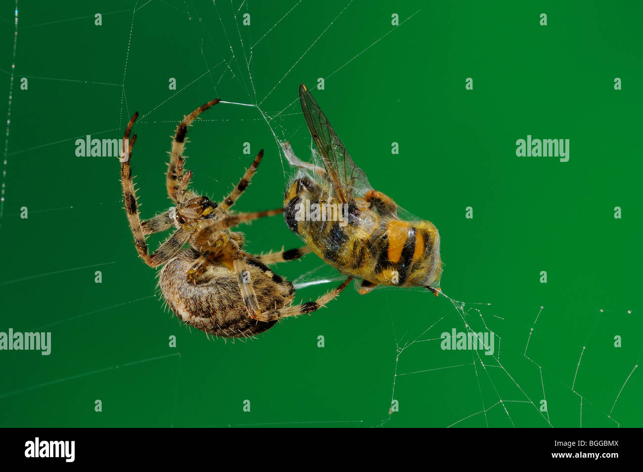 Garden Orb Spider (Araneus diadematus) in web catching hoverfly ...