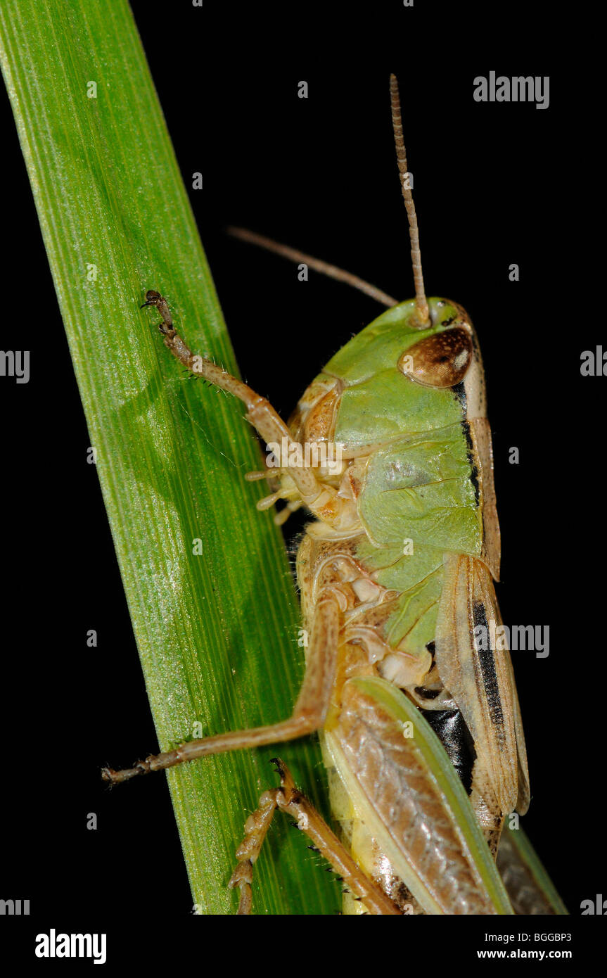 Meadow Grasshopper (Chorthippus parallelus) close-up of head and thorax ...