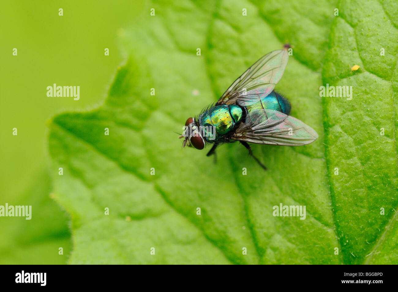 Greenbottle Fly (Lucilia caesar) resting on leaf, Oxfordshire, UK Stock ...