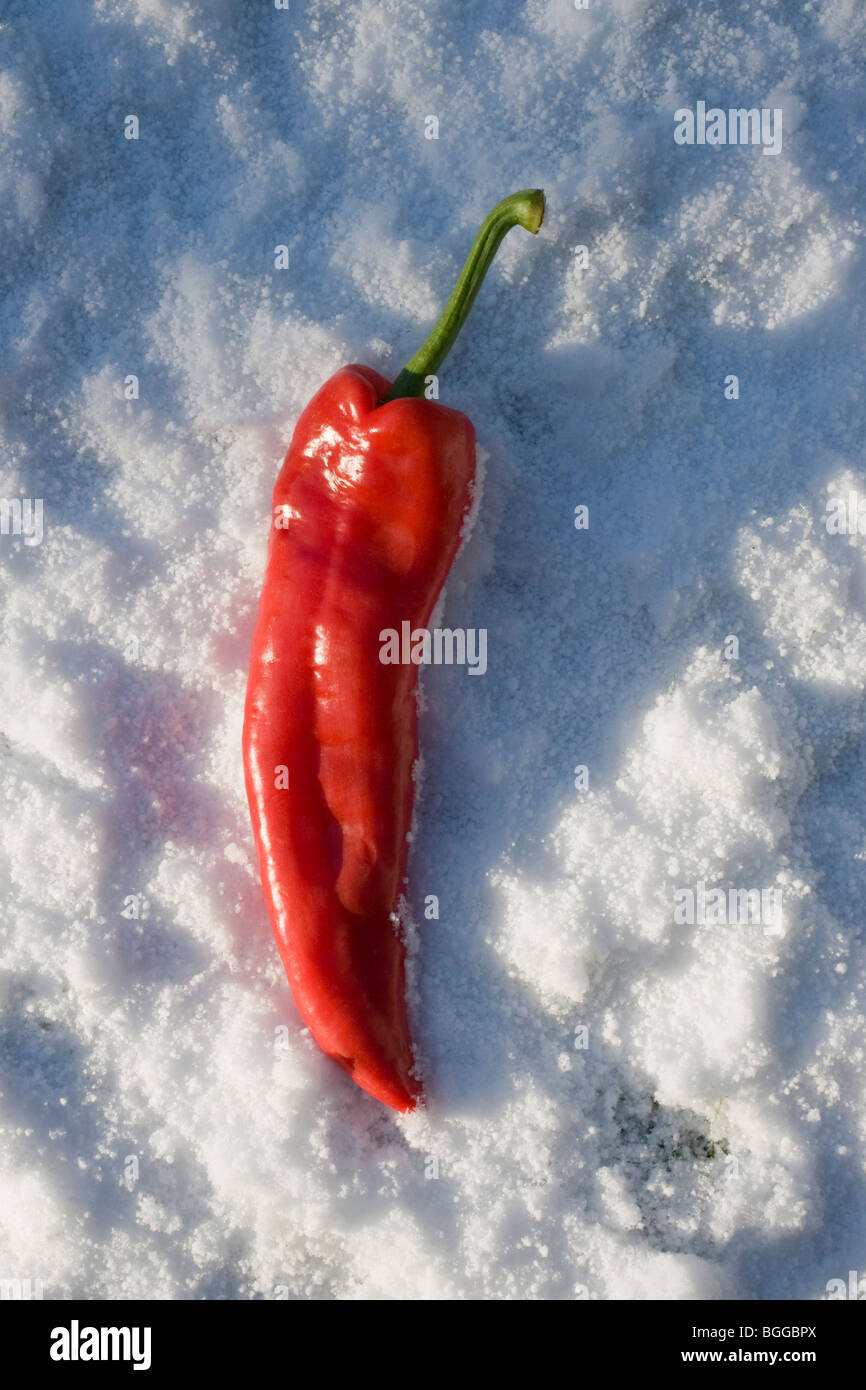 chilli, chilli pepper, chili pepper, hot,cold,snow,freeze,freezing,hot ...