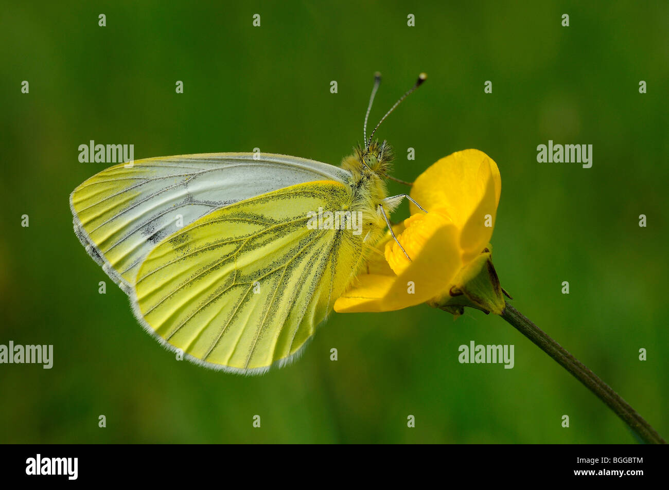 Butterfly On Buttercup Flower High Resolution Stock Photography and ...