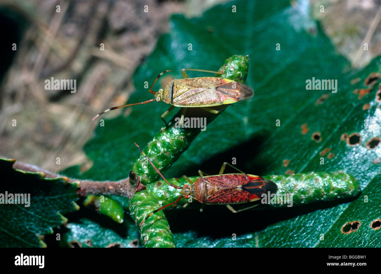 Blushing plant bug (Pantilius tunicatus: Miridae) on birch seed head UK ...