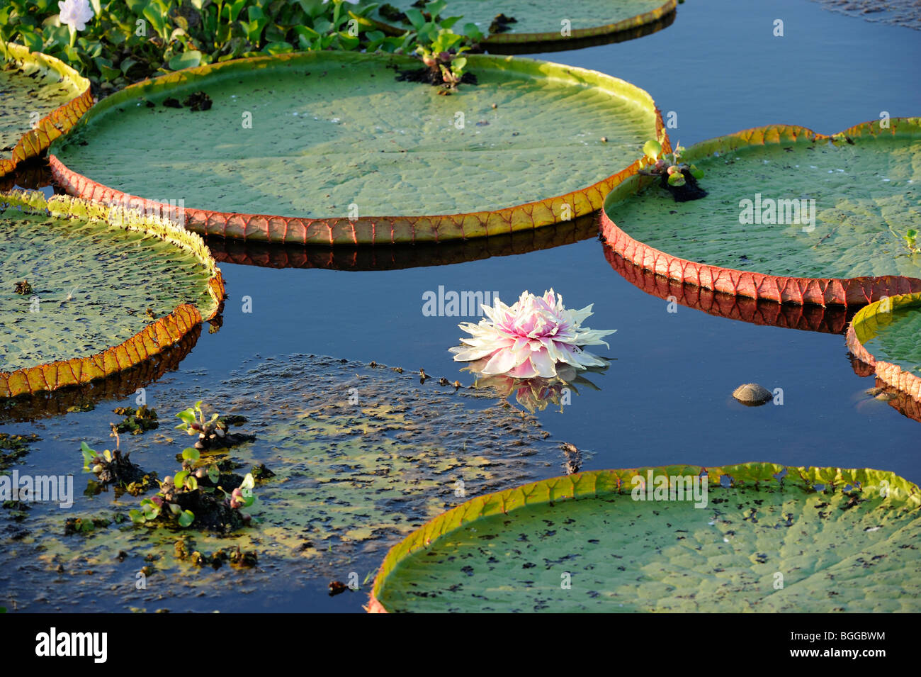 Giant Water Lily (Victoria amazonica) showing leaves and flower ...