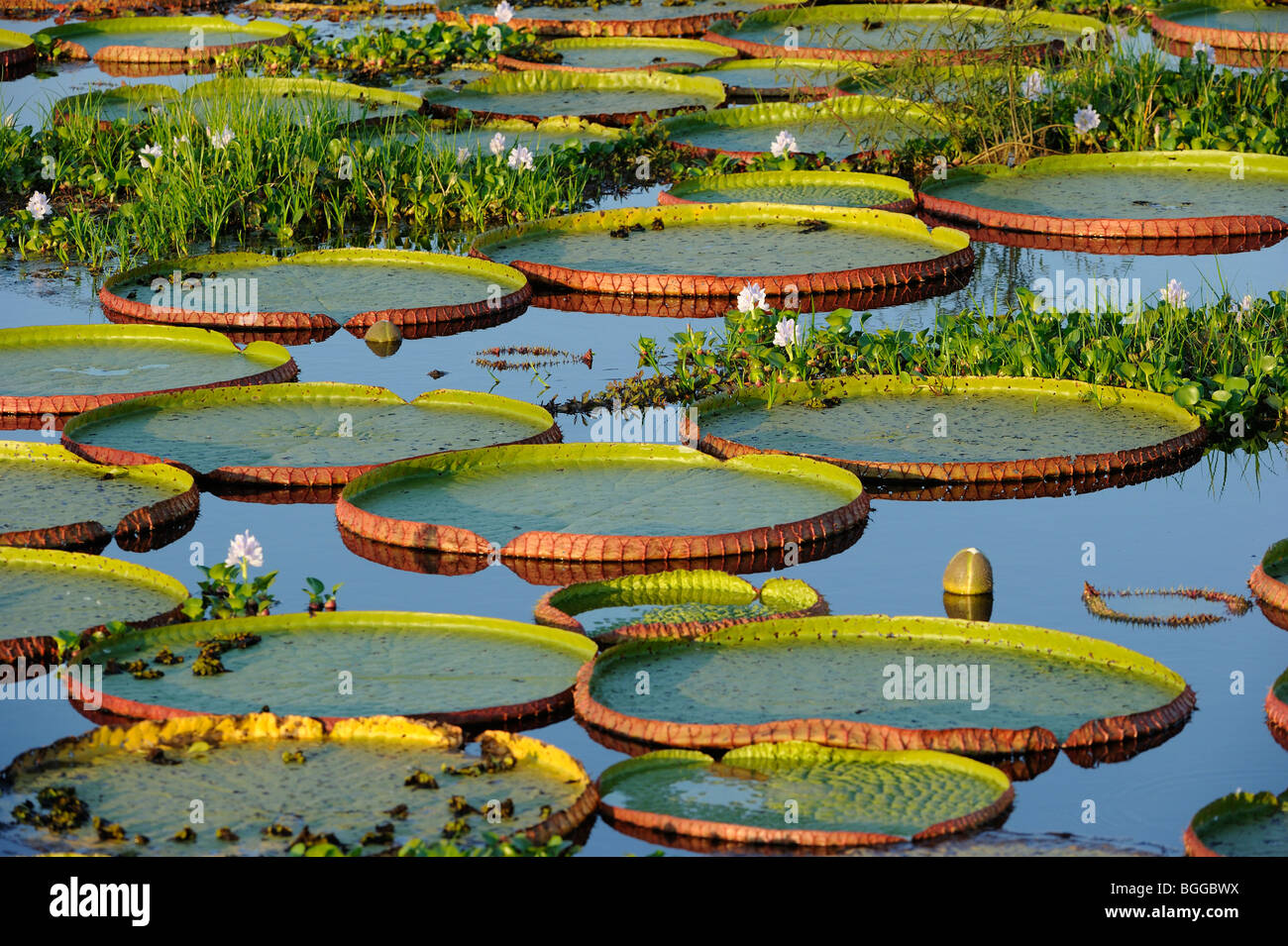 Victoria amazonica hi-res stock photography and images - Alamy