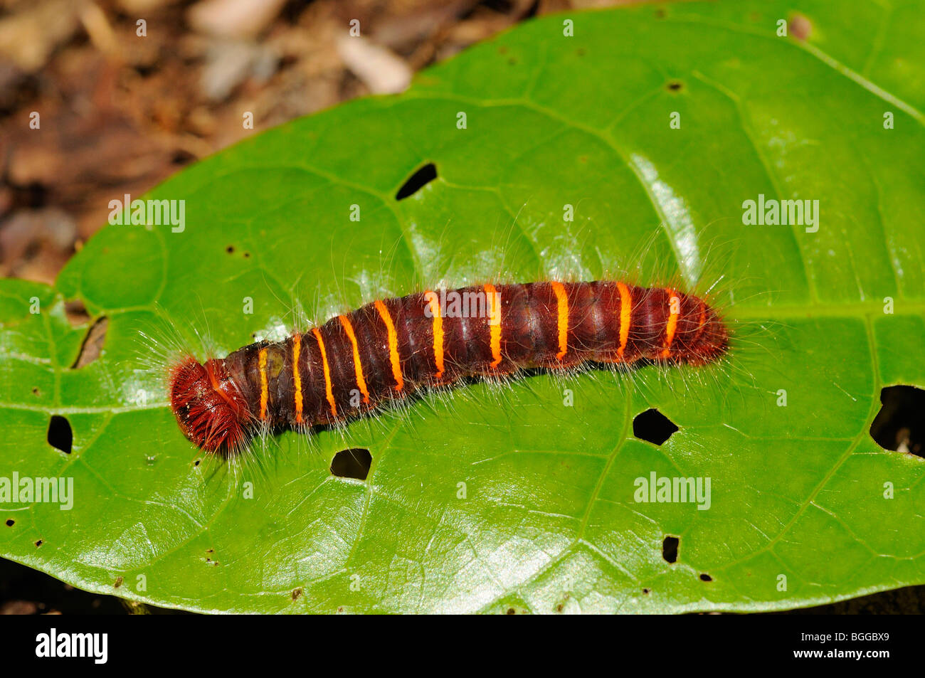 Amazon rainforest caterpillar hi-res stock photography and images - Alamy
