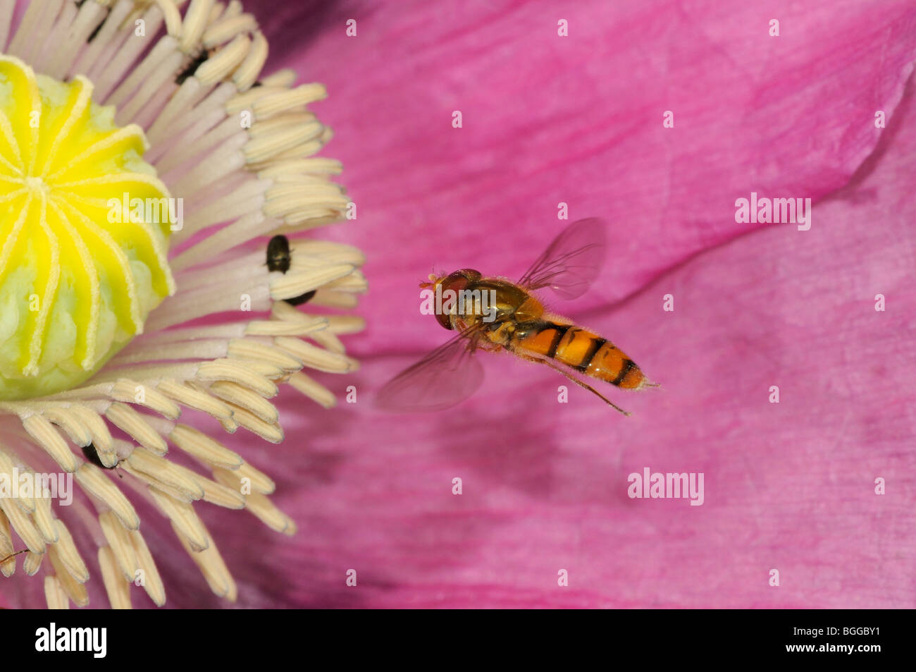 Diptera flying hi-res stock photography and images - Alamy